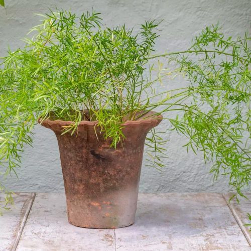 Rustic Terracotta Plant Pot, Frill Edge Pie Crust Pot, Clay Garden Herb ...
